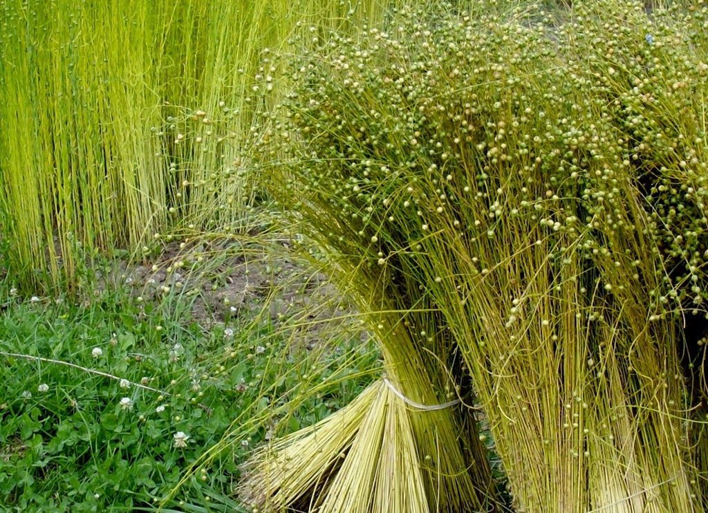 A fibra do linho foi descoberta em aproximadamente 8000 a.C.