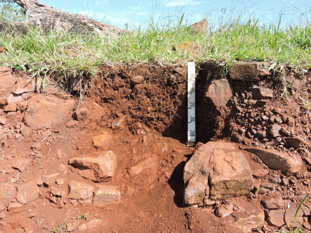 Neossolo é solo que destaca diferentes tipos e características variáveis