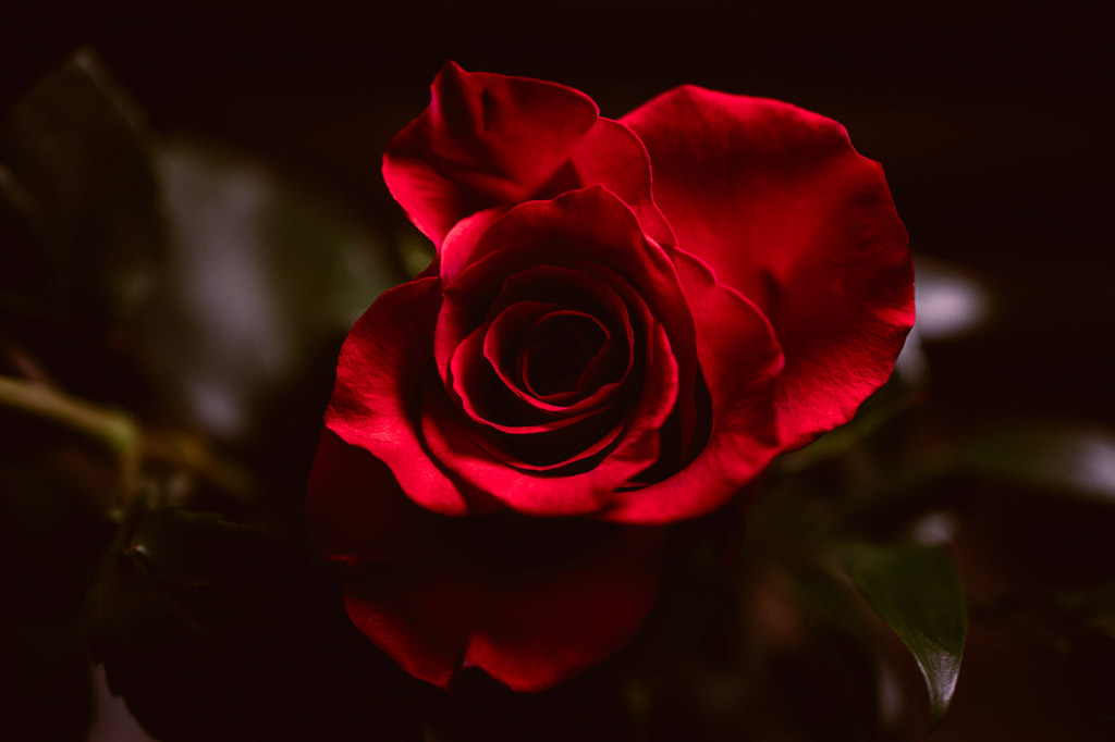 Rosas vermelhas têm grande significado e poder no mercado brasileiro