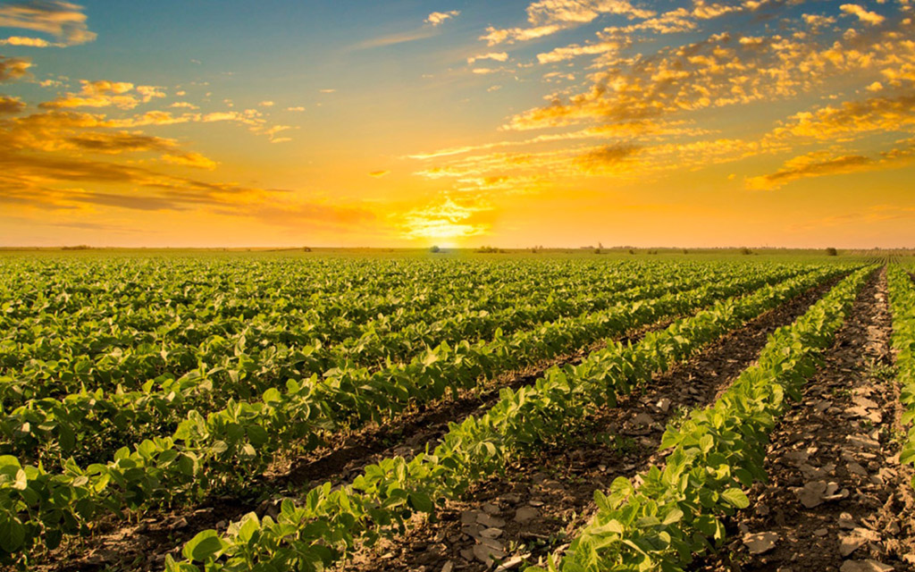 Agro 2020: veja as previsões do mercado para o ano