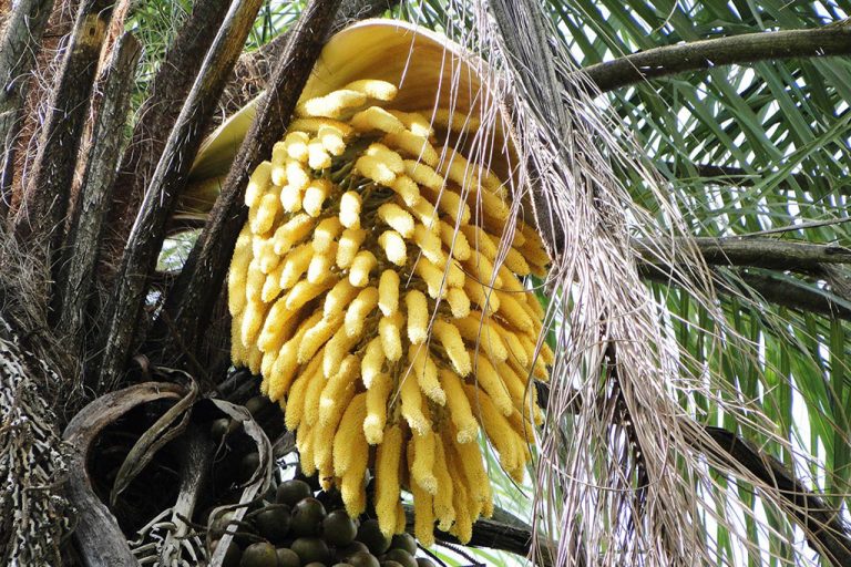 Macaúba é uma palmeira aproveitada desde os frutos até a madeira