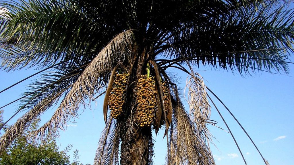 Macaúba é uma palmeira aproveitada desde os frutos até a madeira