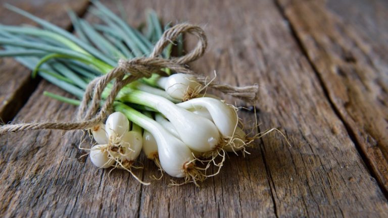 Rama é o nome dado aos ramos e folhagens de árvores e vegetais