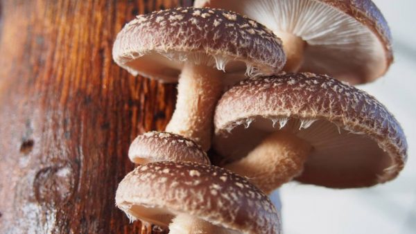 Shitake, cogumelo oriundo da Ásia, é popular na culinária japonesa