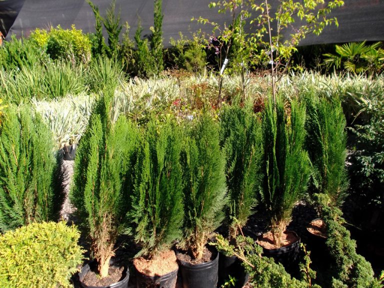 Tuia é um tipo de planta nativa da Ásia oriental e do Norte da América