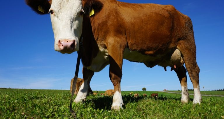 Prenha: conheça os cuidados com os animais em fase gestacional