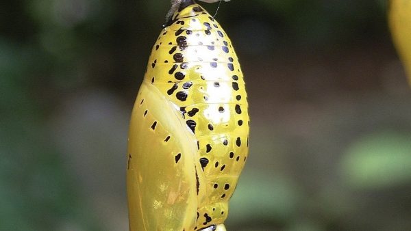 Pupa é o nome dado ao estágio entre a larva e o ser formado