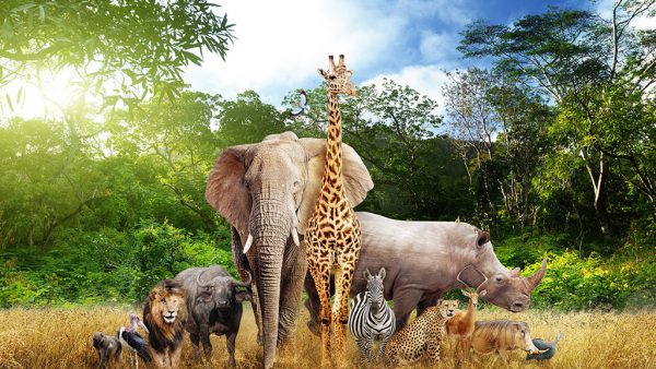 Savana é região com gramíneas, árvores esparsas e arbustos isolados