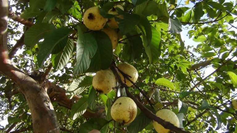 Goiabeira é a árvore que produz goiabas e pode chegar a até 7 metros