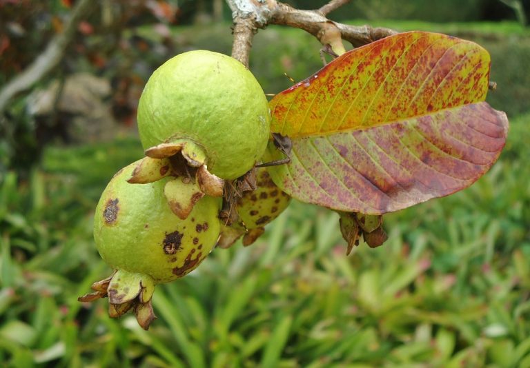 Goiabeira é a árvore que produz goiabas e pode chegar a até 7 metros
