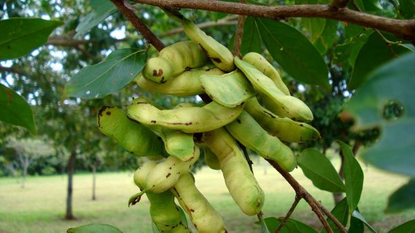 Ingá é um gênero de plantas de propriedades interessantes