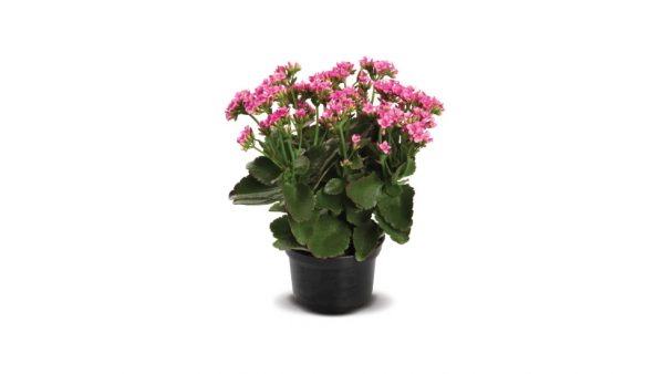 Kalanchoe, ou flor-da-fortuna, tem origem na África