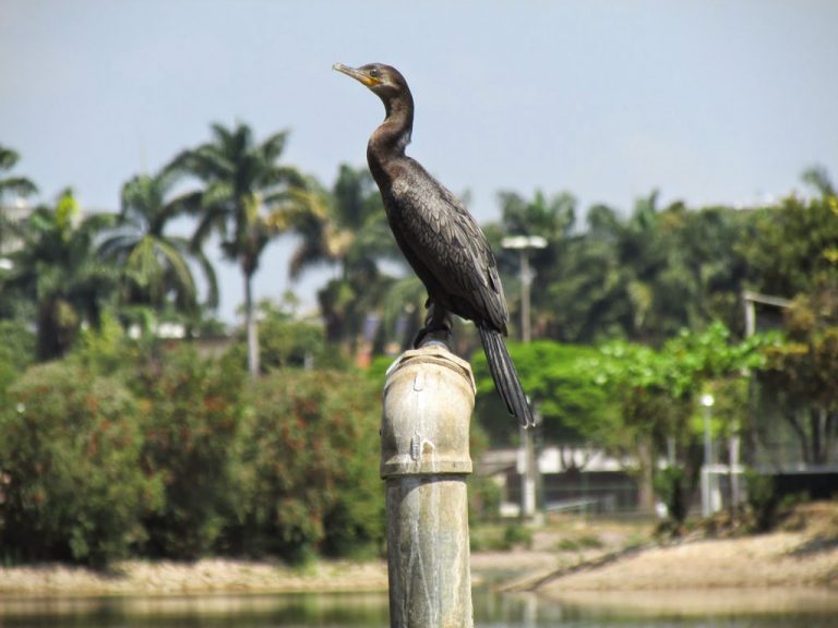 Biguá é uma ave aquática que pode atingir quase 70 centímetros