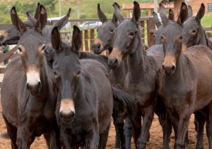 Mula é mamífero originário do cruzamento do asno macho com a égua
