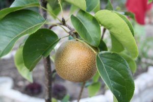 Pera maçã, também chamada de pera Nashi, tem origem japonesa