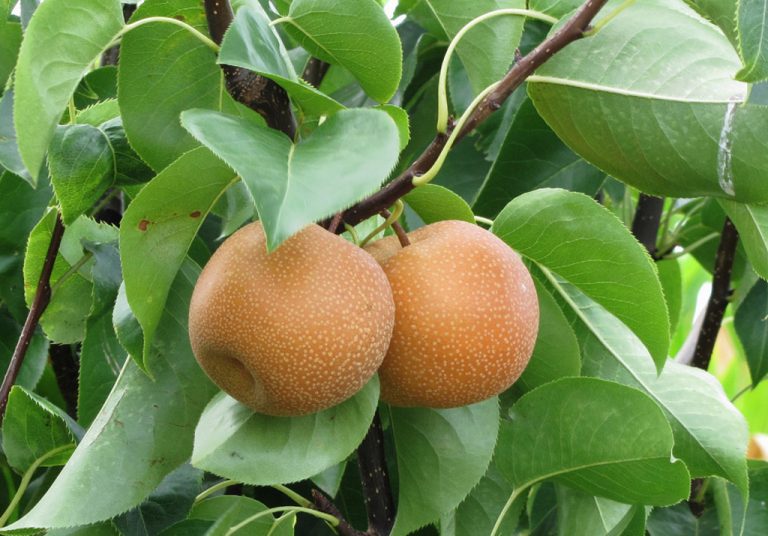 Pera maçã, também chamada de pera Nashi, tem origem japonesa
