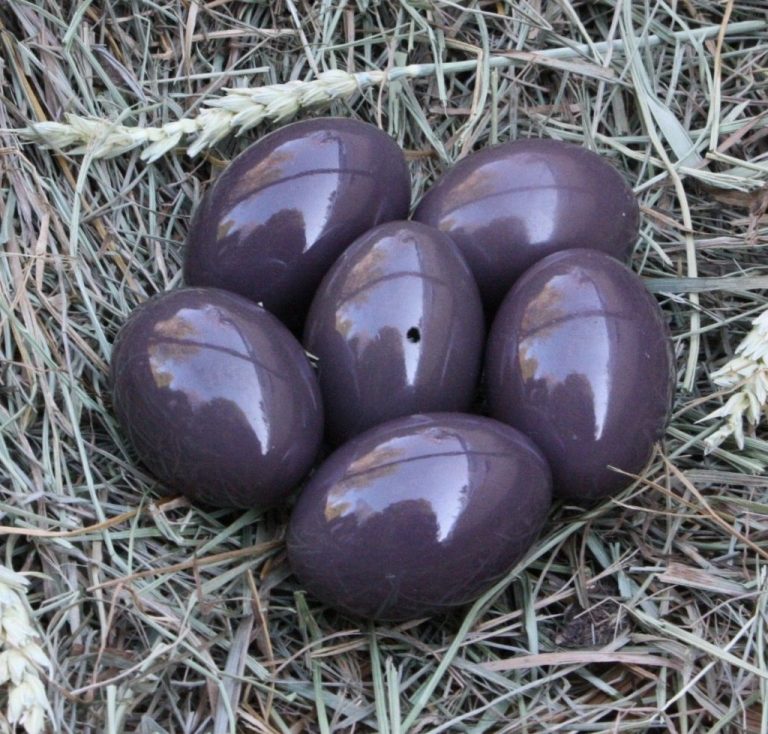 Inhambu é ave comum em florestas com sub-bosque denso e fechado