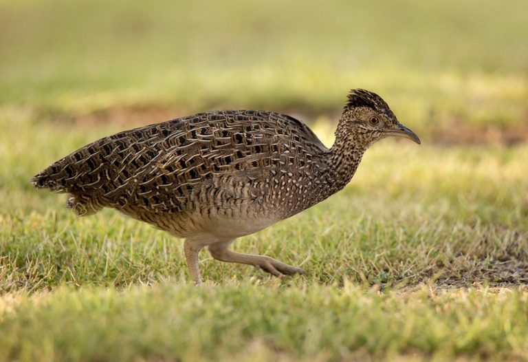 Inhambu é ave comum em florestas com sub-bosque denso e fechado