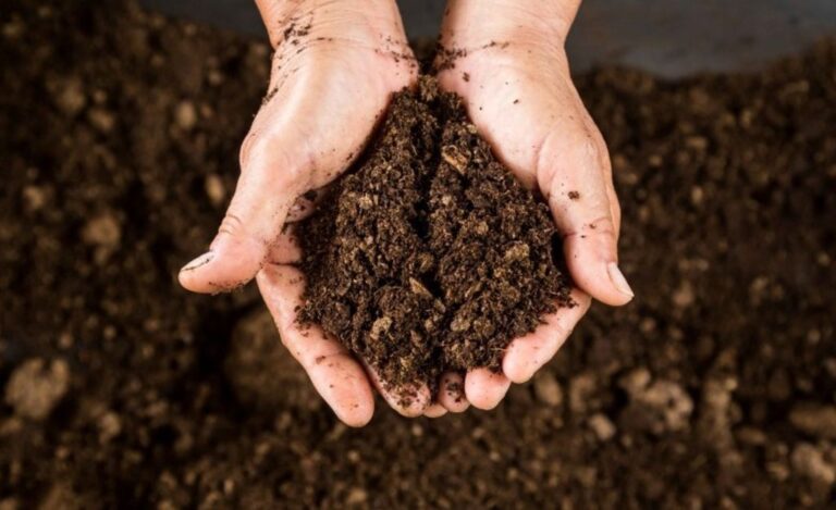 Solo humoso contém muito material orgânico em decomposição