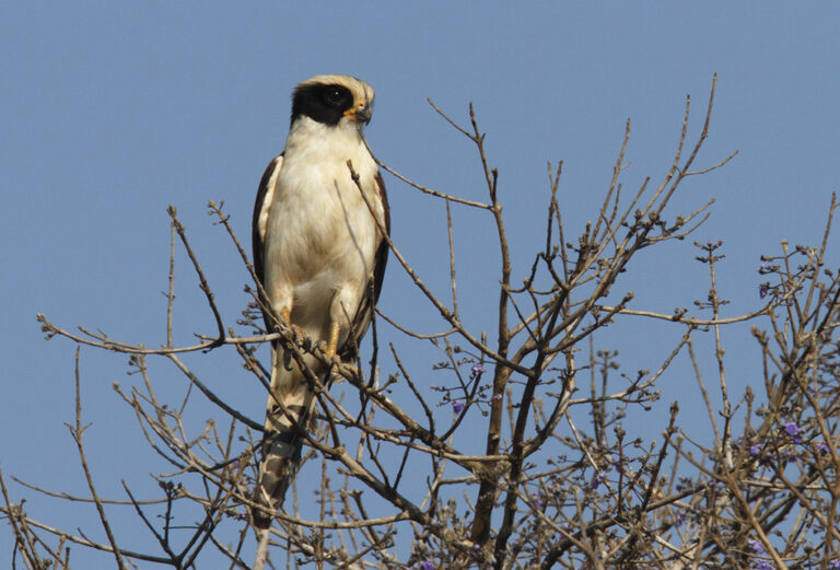 Acauã, ave de canto característico, é comum no Brasil