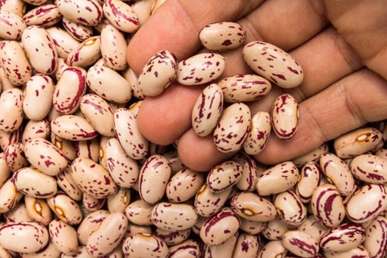Feijão rajado é parecido com o carioca, mas possui grãos maiores