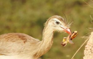 Siriema (ou seriema) é uma ave da família Cariamidae