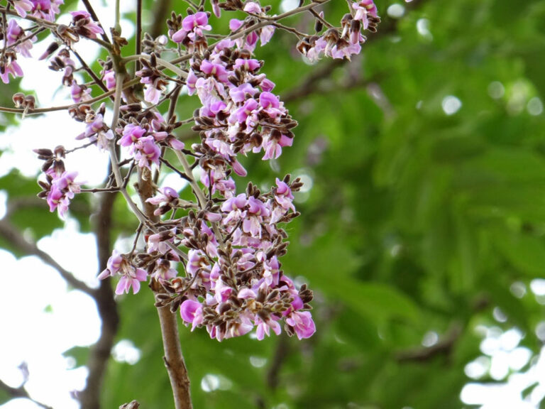 Timbó é planta geralmente utilizada na pesca para atordoar peixes