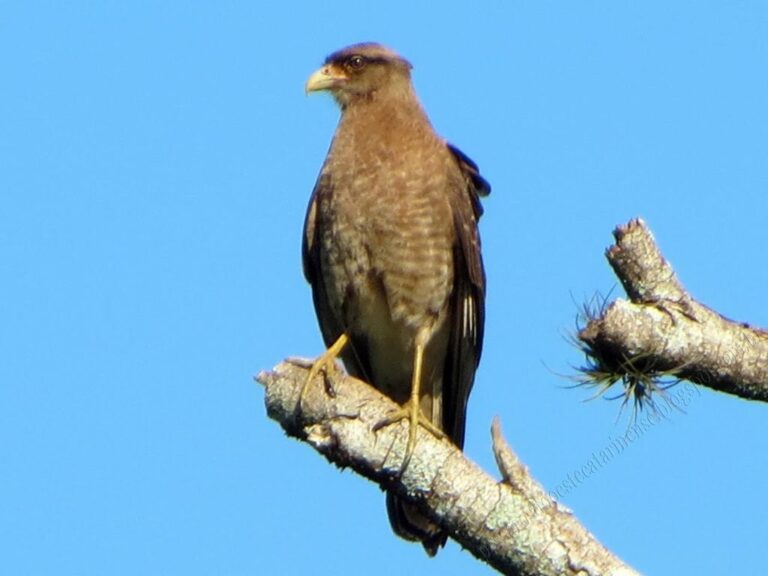 Ximango é uma espécie de ave de rapina comum no Brasil