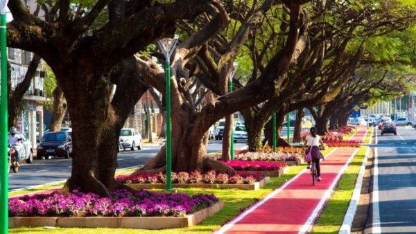 Arborização é essencial para preservar a natureza em espaços urbanos