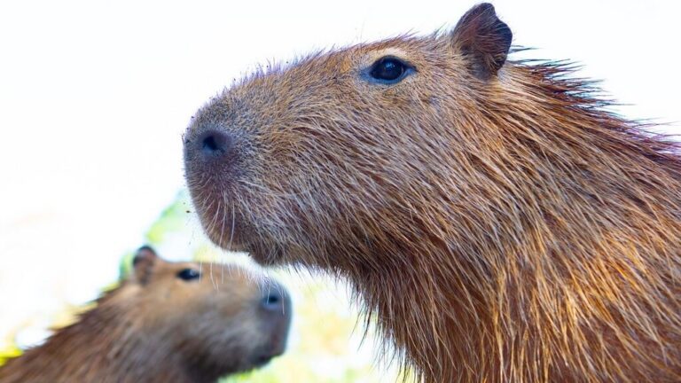 Capivara é um mamífero herbívoro considerado o maior roedor do mundo