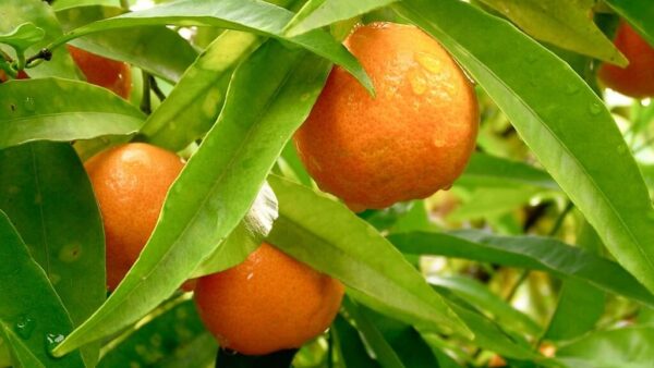 Citrus é um gênero de plantas que contém três espécies diferentes