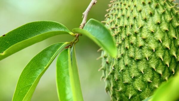 Como plantar graviola? Aprenda as melhores práticas