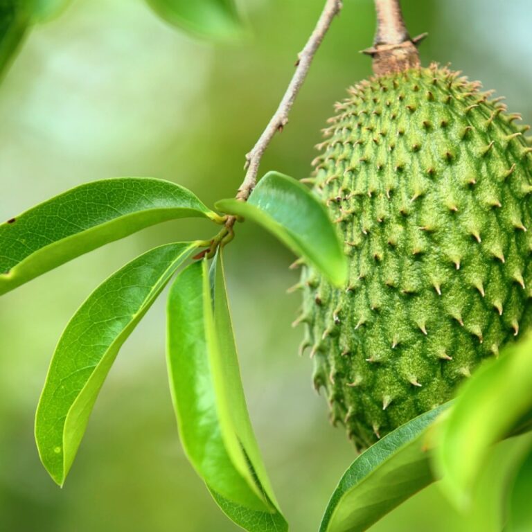 Como plantar graviola? Aprenda as melhores práticas