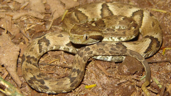 Cobra jararaca é espécie que pode atingir até 1,6m de comprimento