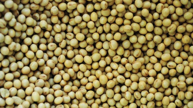 OGM: entenda o que são Organismos Geneticamente Modificados