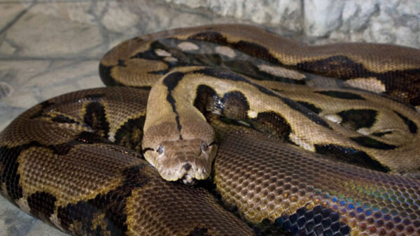 Pítons são cobras comumente encontradas na Ásia e África