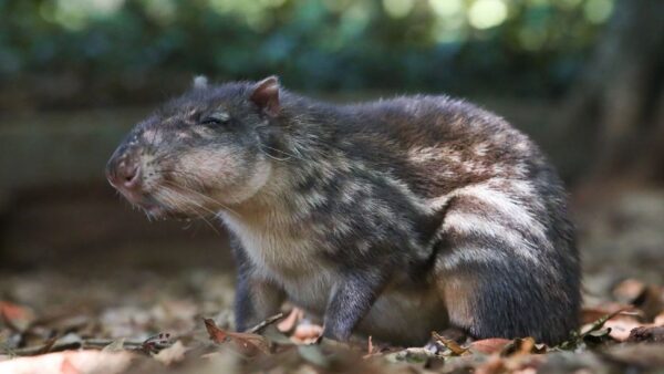 Paca é um roedor de pelagem dura e de coloração marrom