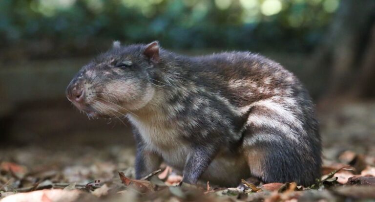 Paca é um roedor de pelagem dura e de coloração marrom