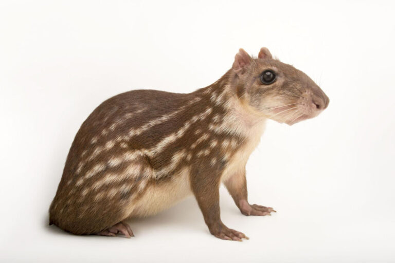 Paca é um roedor de pelagem dura e de coloração marrom