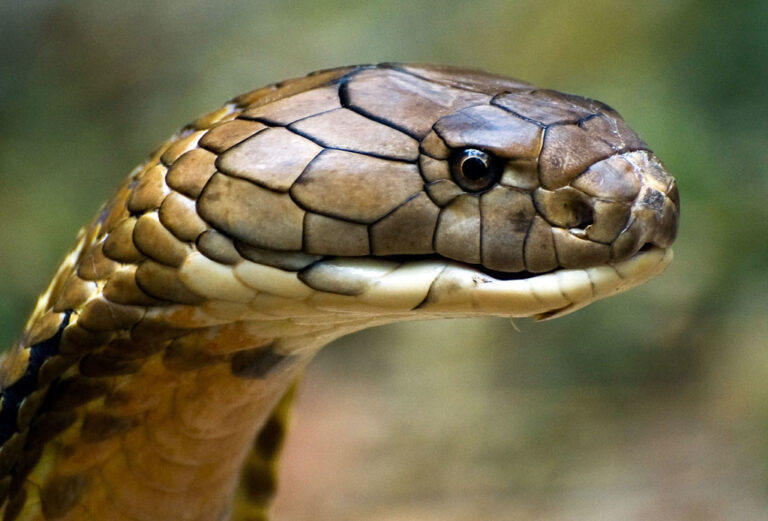 Cobra real (ou cobra-rei) é comum na Ásia meridional e sudeste asiático