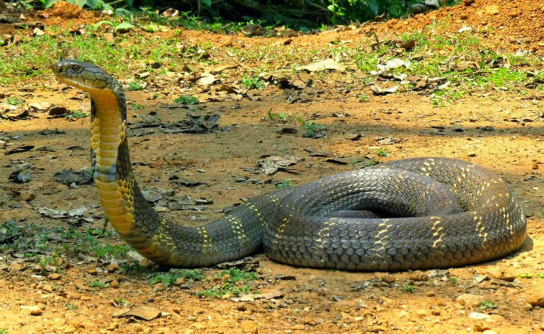Cobra real (ou cobra-rei) é comum na Ásia meridional e sudeste asiático