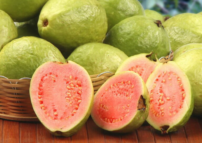 Saiba como plantar goiaba e ter boas frutas durante todo o plantio