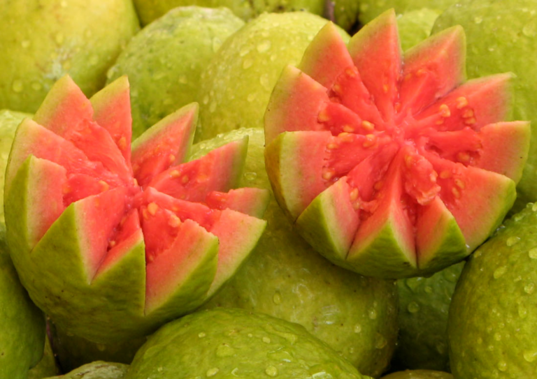 Saiba como plantar goiaba e ter boas frutas durante todo o plantio