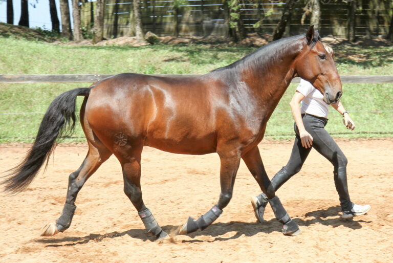 Domador é o responsável por domesticar ou amansar um animal