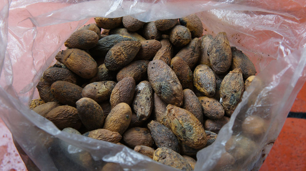 Oiti, árvore perenifólia nativa do Brasil, tem mais de 500 espécies