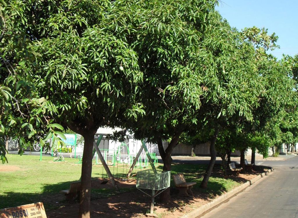 Oiti, árvore perenifólia nativa do Brasil, tem mais de 500 espécies