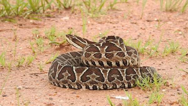 Urutu é um réptil comum no Sudeste, Centro-Oeste e Sul do Brasil