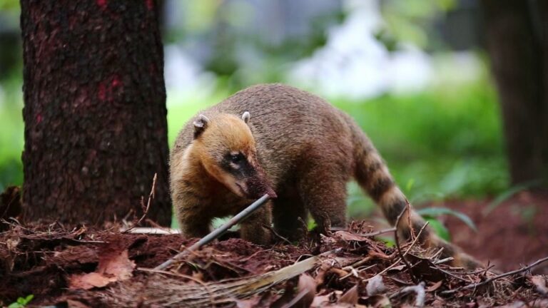 Quati é encontrado desde o Arizona até o norte da Argentina