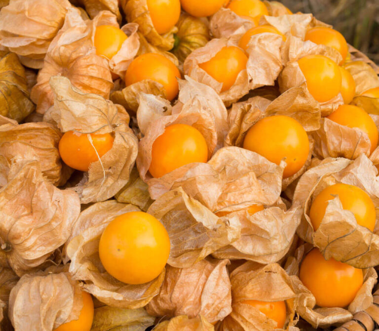Juá, fruto do juazeiro, é muito comum no Nordeste