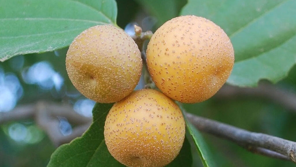 Juá, fruto do juazeiro, é muito comum no Nordeste